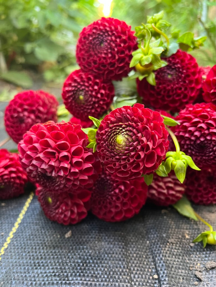 Dahlia Tuber Store – The Flower Hat