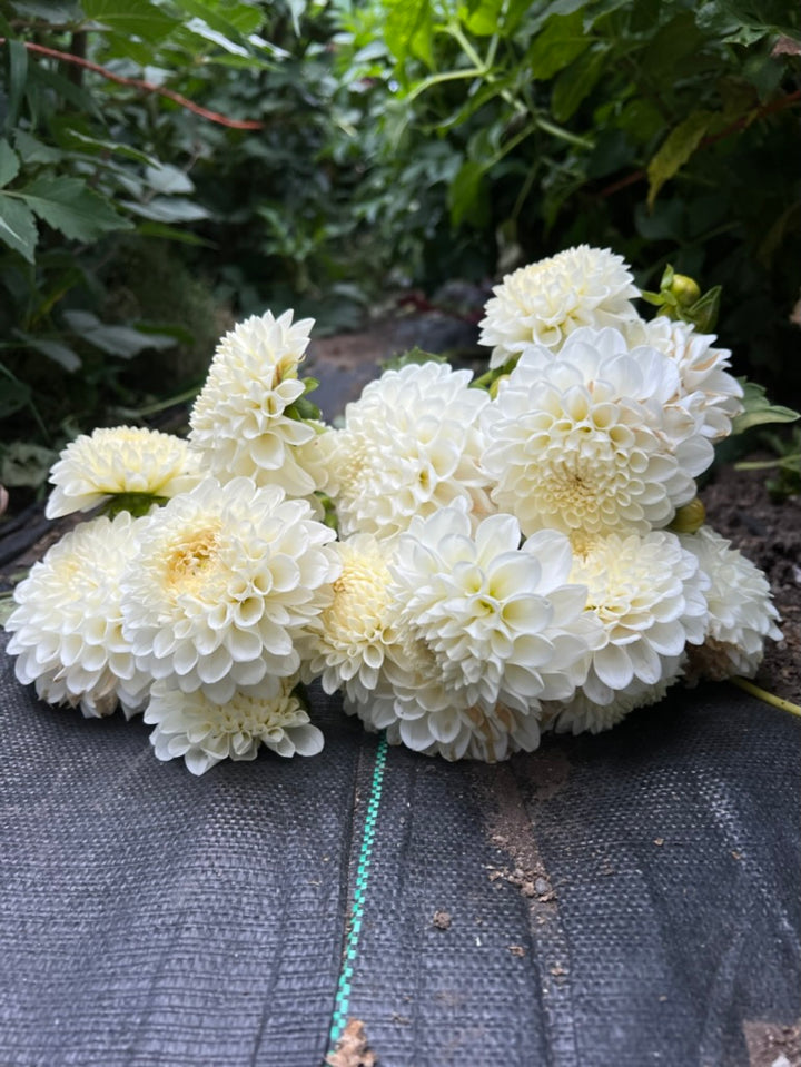 Dahlia Tuber Store – The Flower Hat