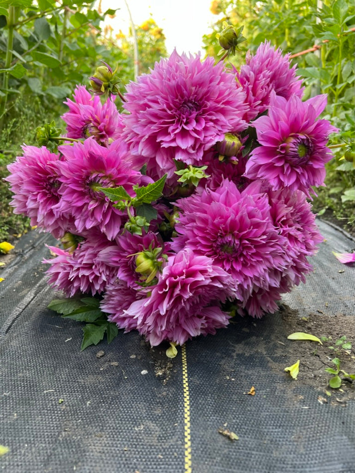 Frizzy Lizzy – The Flower Hat