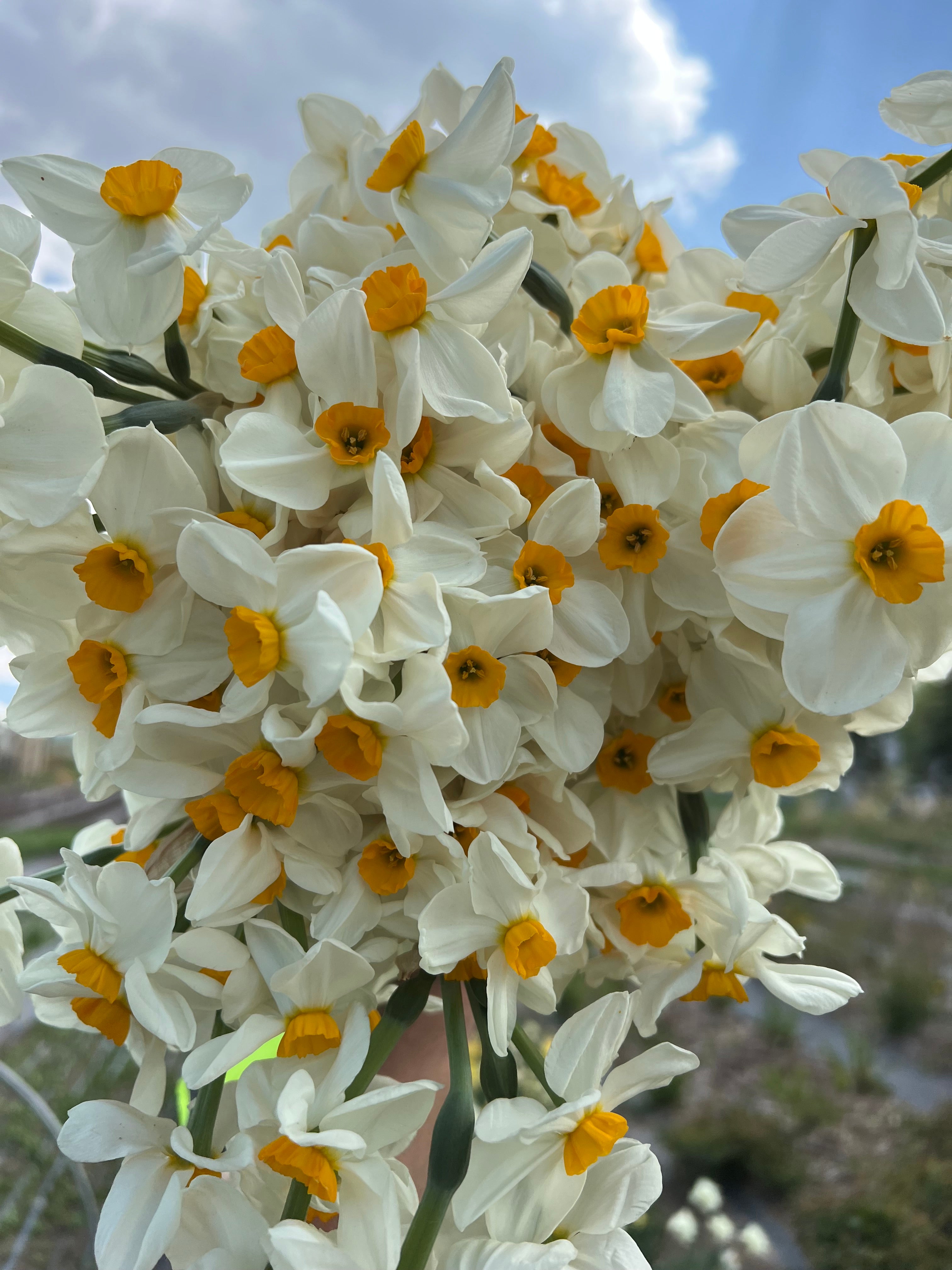 Narcissus Geranium - Pack of 20 – The Flower Hat