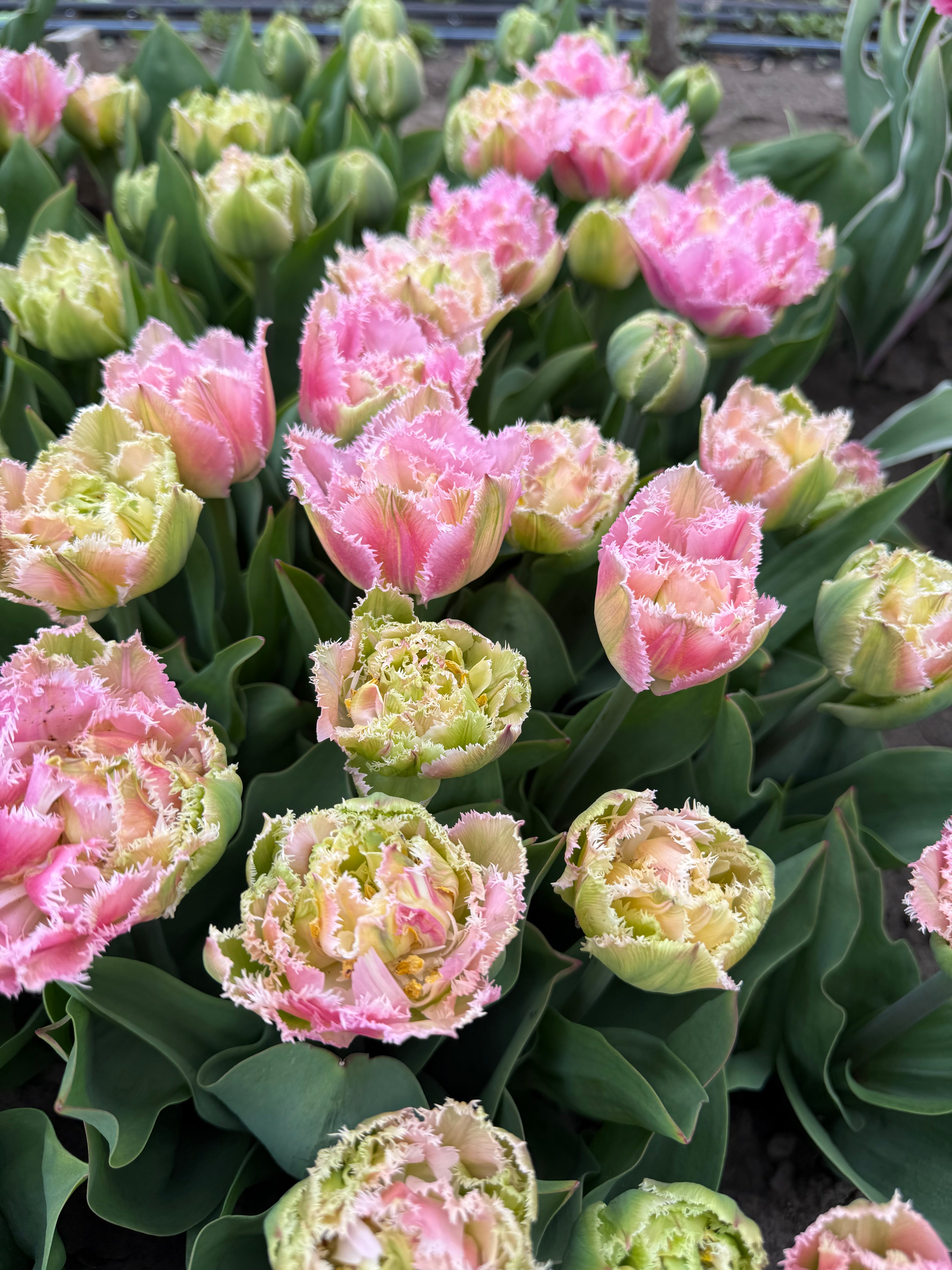 Tulip Perth - Pack of 20 – The Flower Hat
