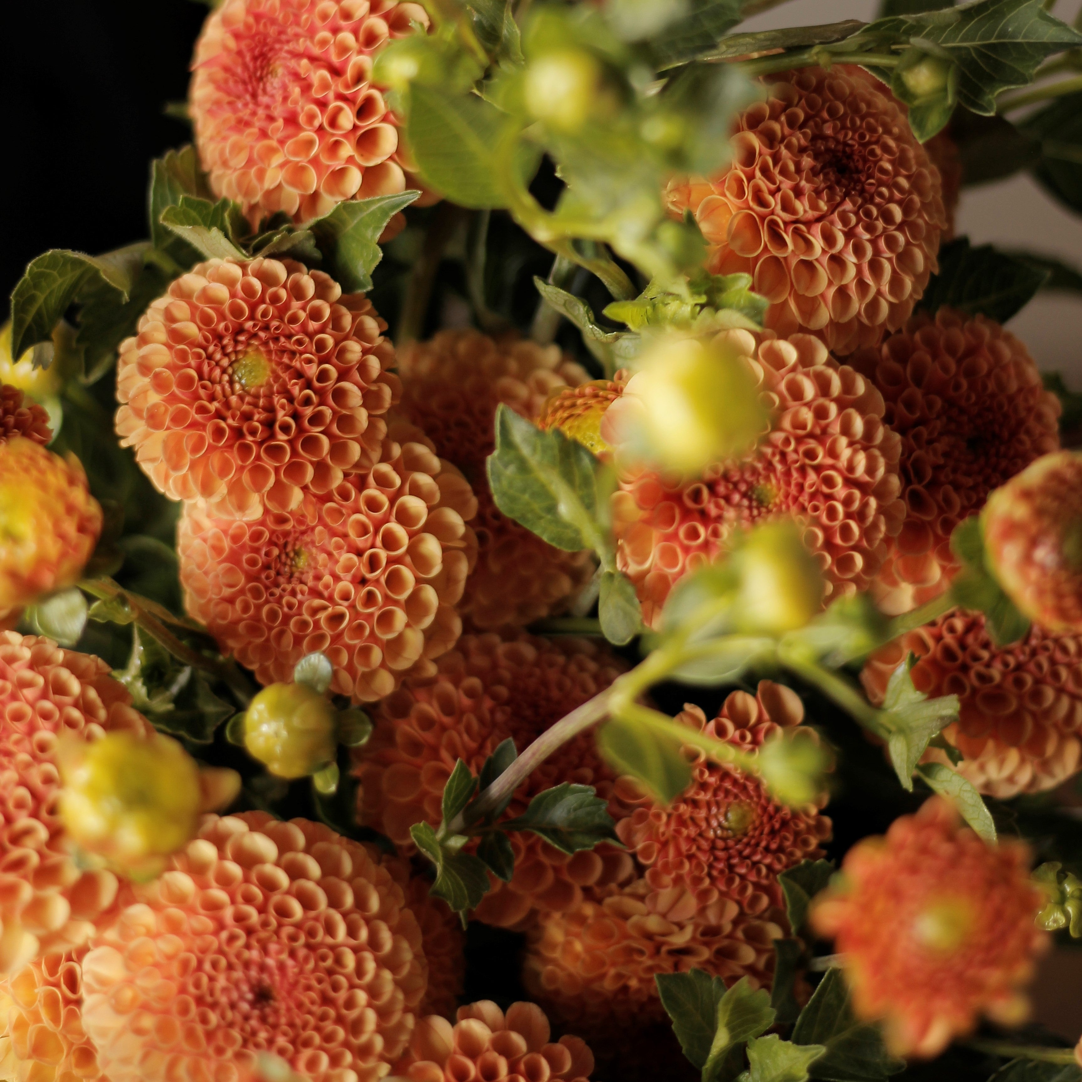 Dahlia Amber Queen – The Flower Hat